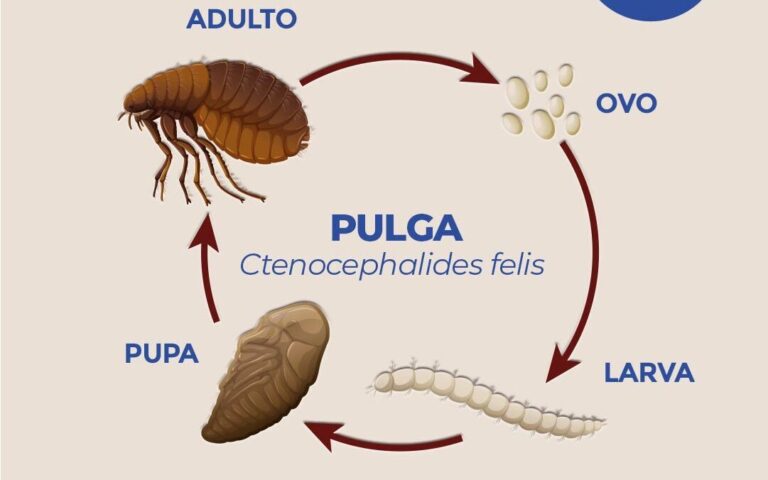 CICLO DE VIDA DAS PULGAS | World Veterinária